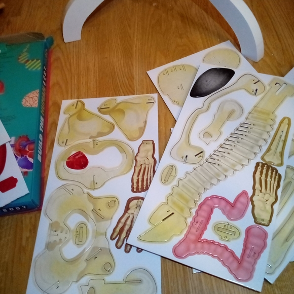no brand | Toys | Build The Human Body Over 2 Foot Long Skeleton | Poshmark